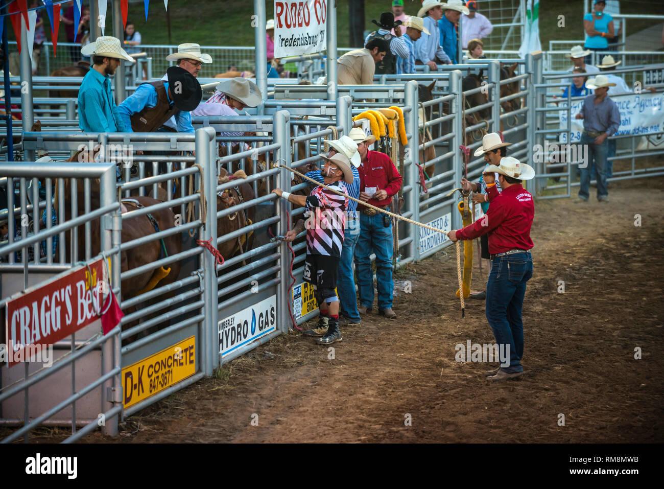Bareback rider in rodeo chute ready to ride Stock Photo - Alamy