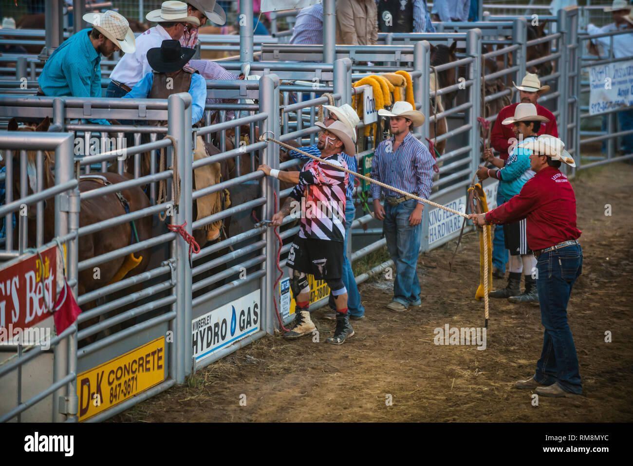 Bareback rider in rodeo chute ready to ride Stock Photo - Alamy