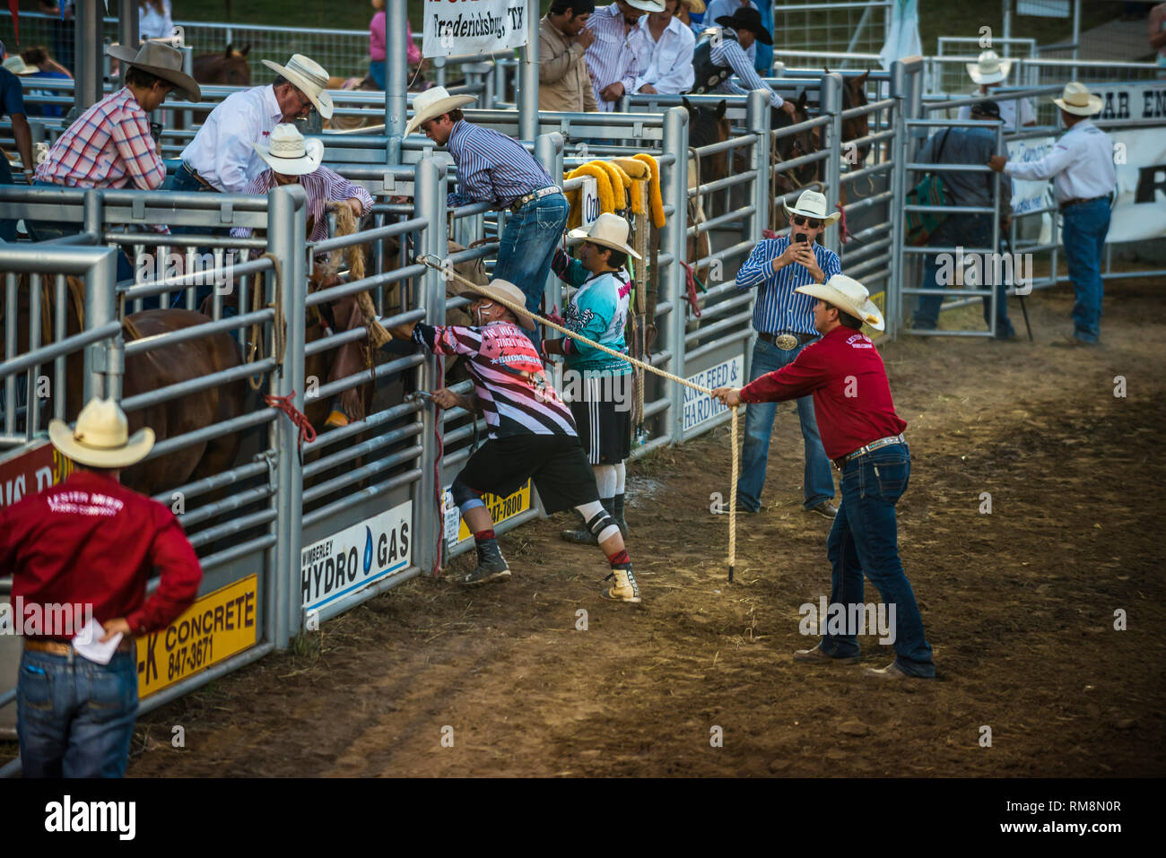 Bareback rider in rodeo chute ready to ride Stock Photo - Alamy