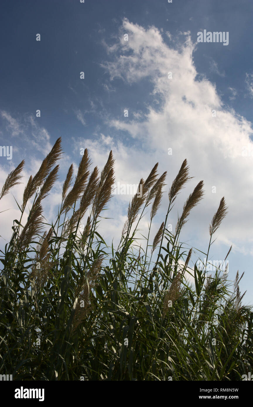 View of a giant tall cane of the Arundo donax type near a ravine area ...