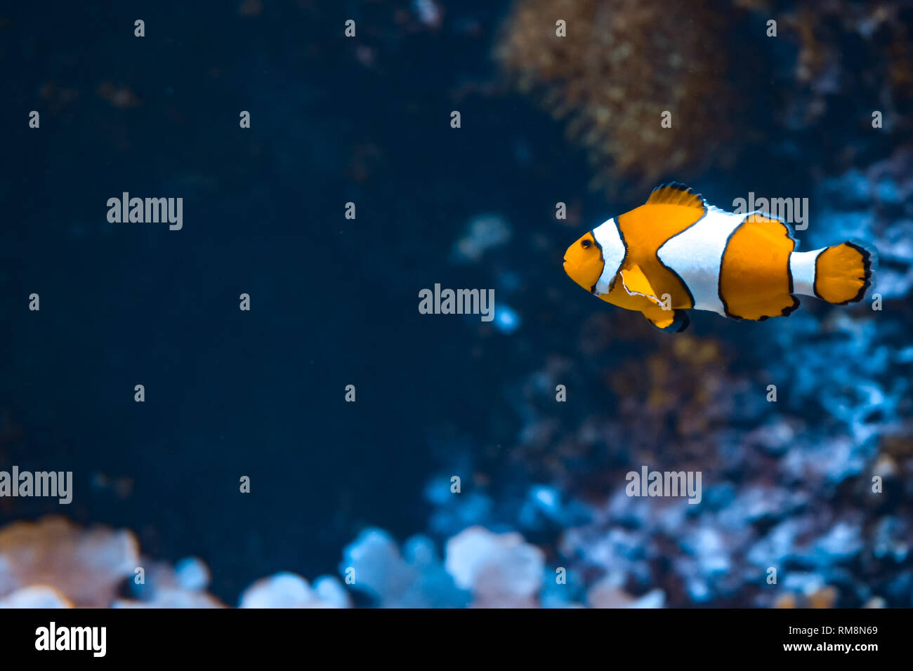 Clown fish and rocks in marine aquarium. Reef fish swimming. Dark ...