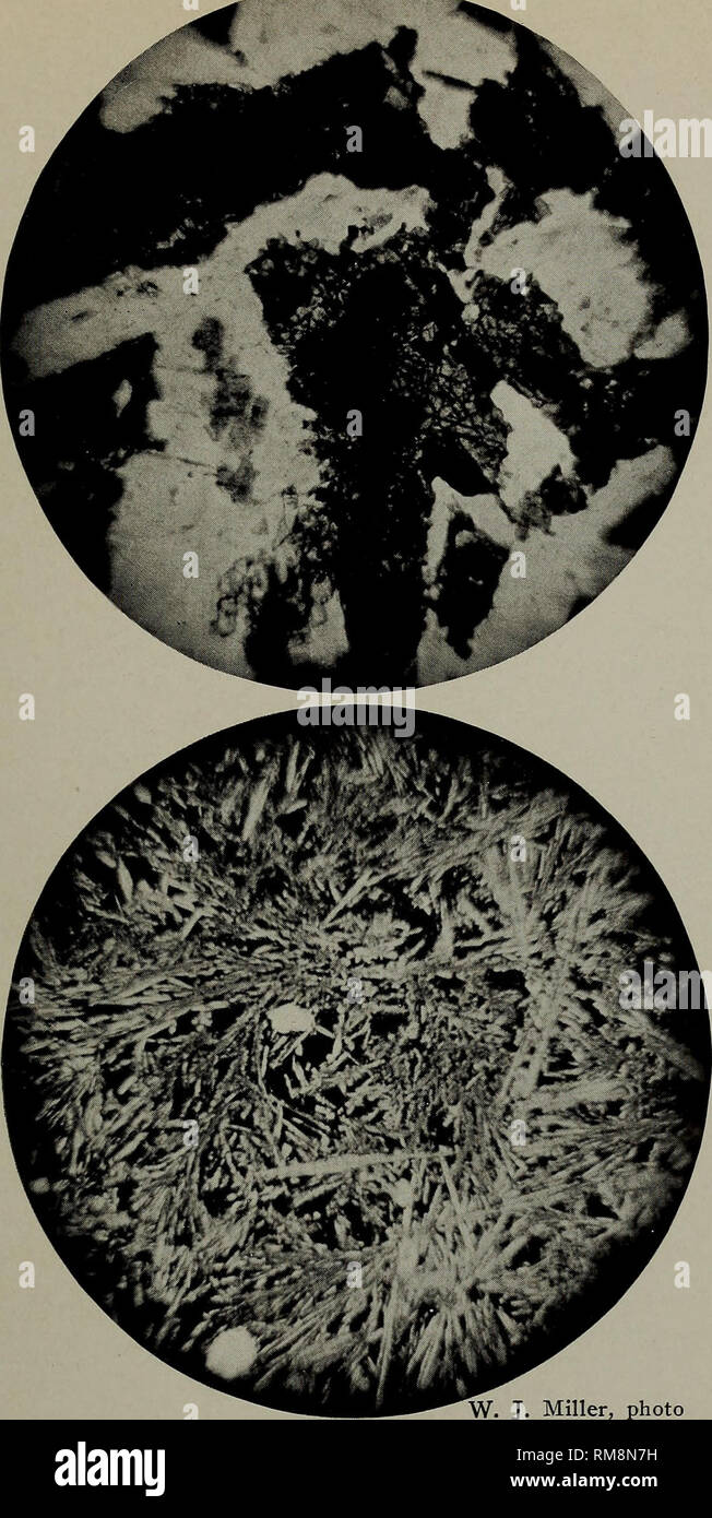 . Annual report. New York State Museum; Science; Science. Plate 6. J ...