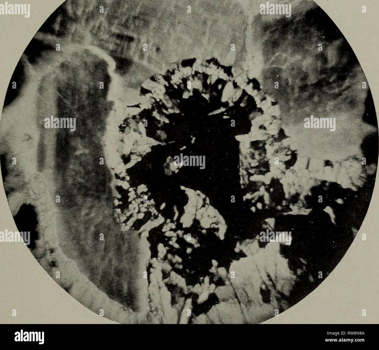 Hypersthene gabbro hi-res stock photography and images - Alamy