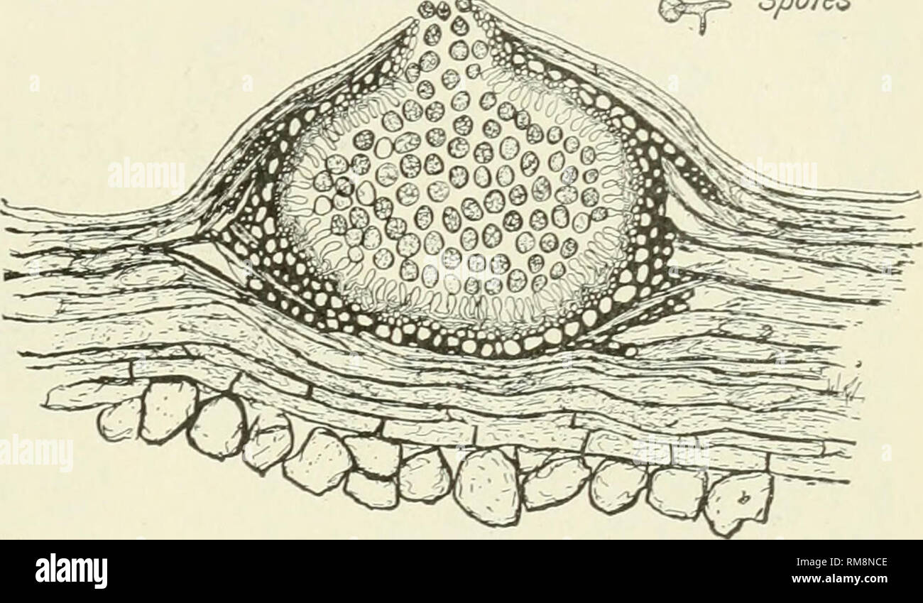 Pycnidia fruiting bodies hi-res stock photography and images - Alamy