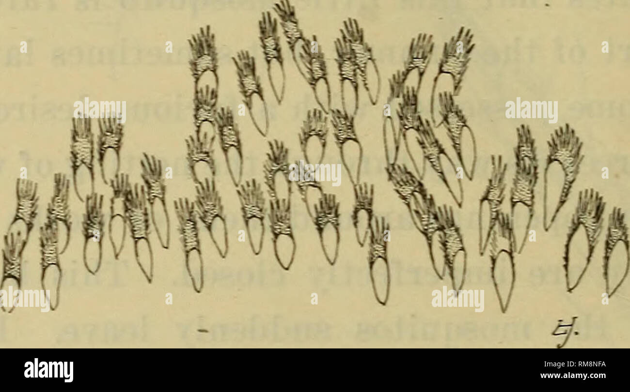 . Annual report. New York State Museum; Science; Science. Fig. 46 ...