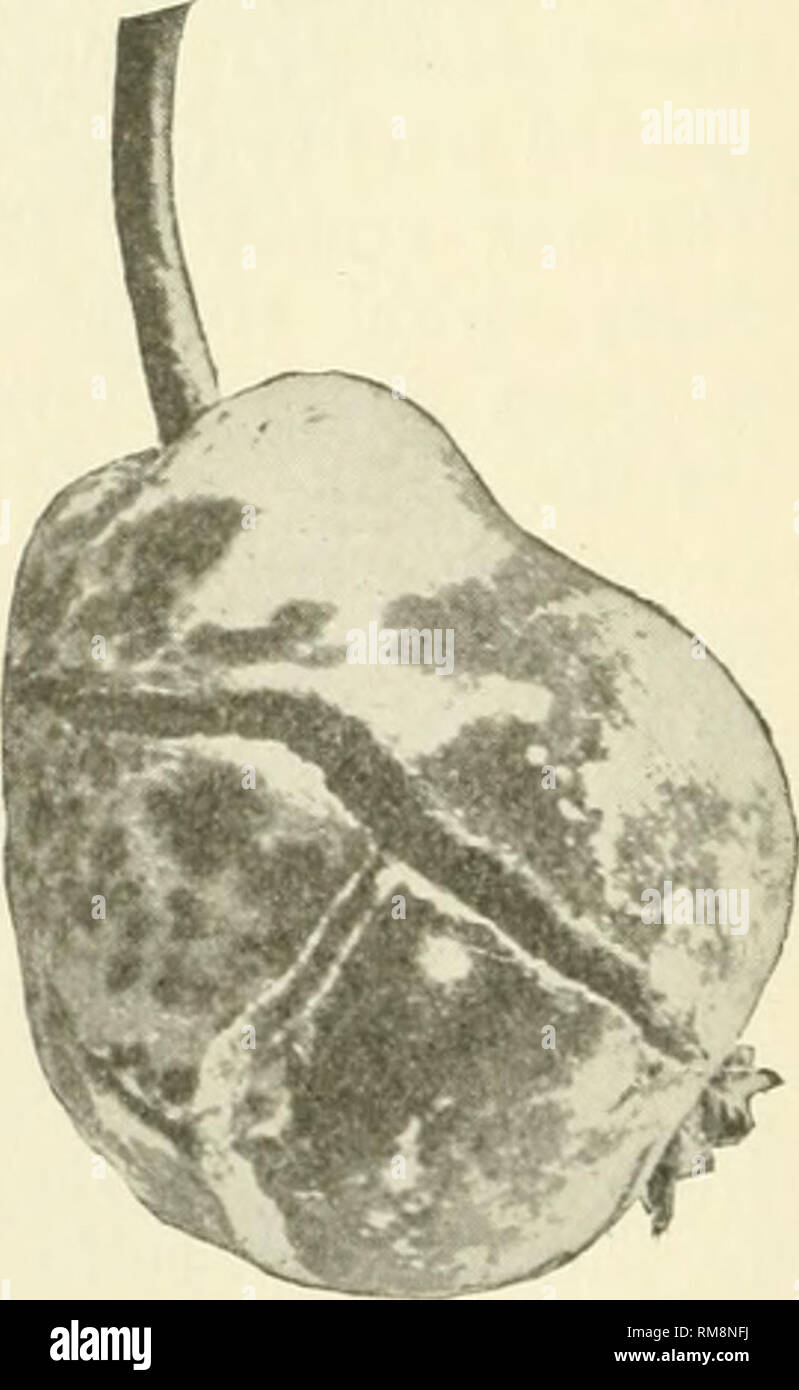Fire blight pear hi-res stock photography and images - Alamy