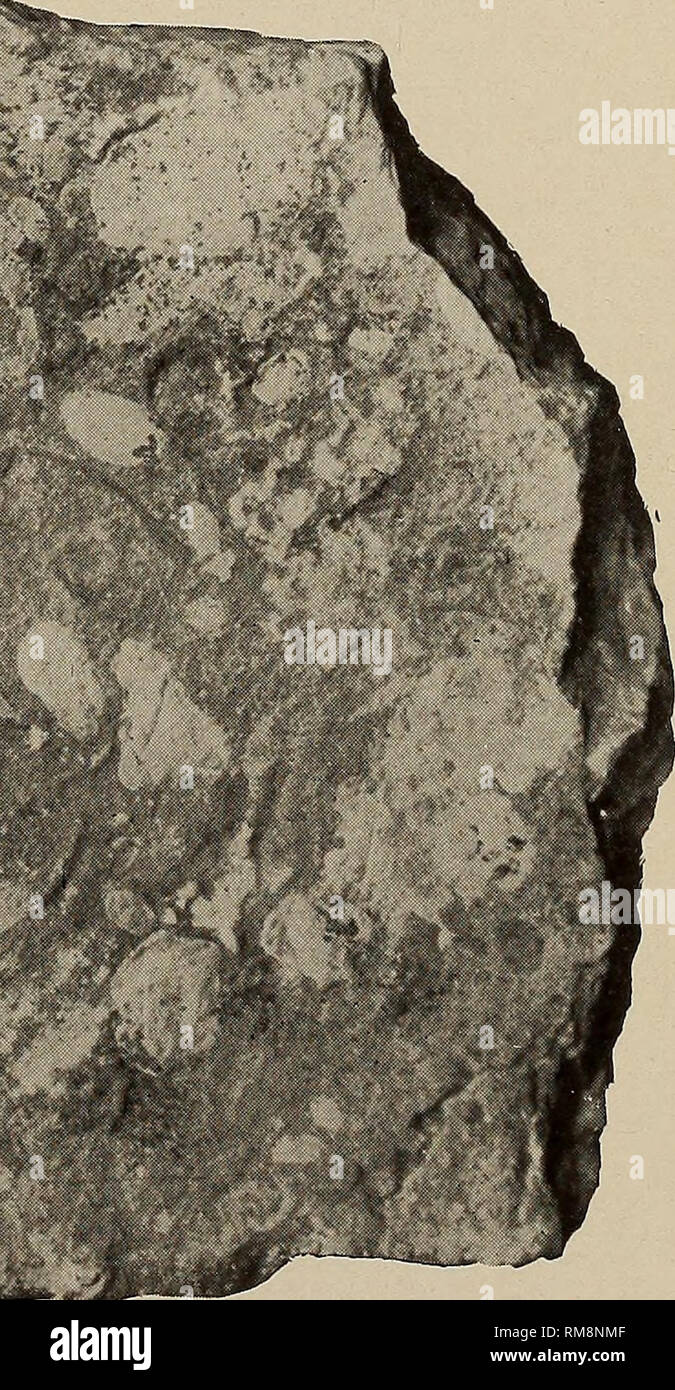 Potsdam museum of natural science hi-res stock photography and images ...