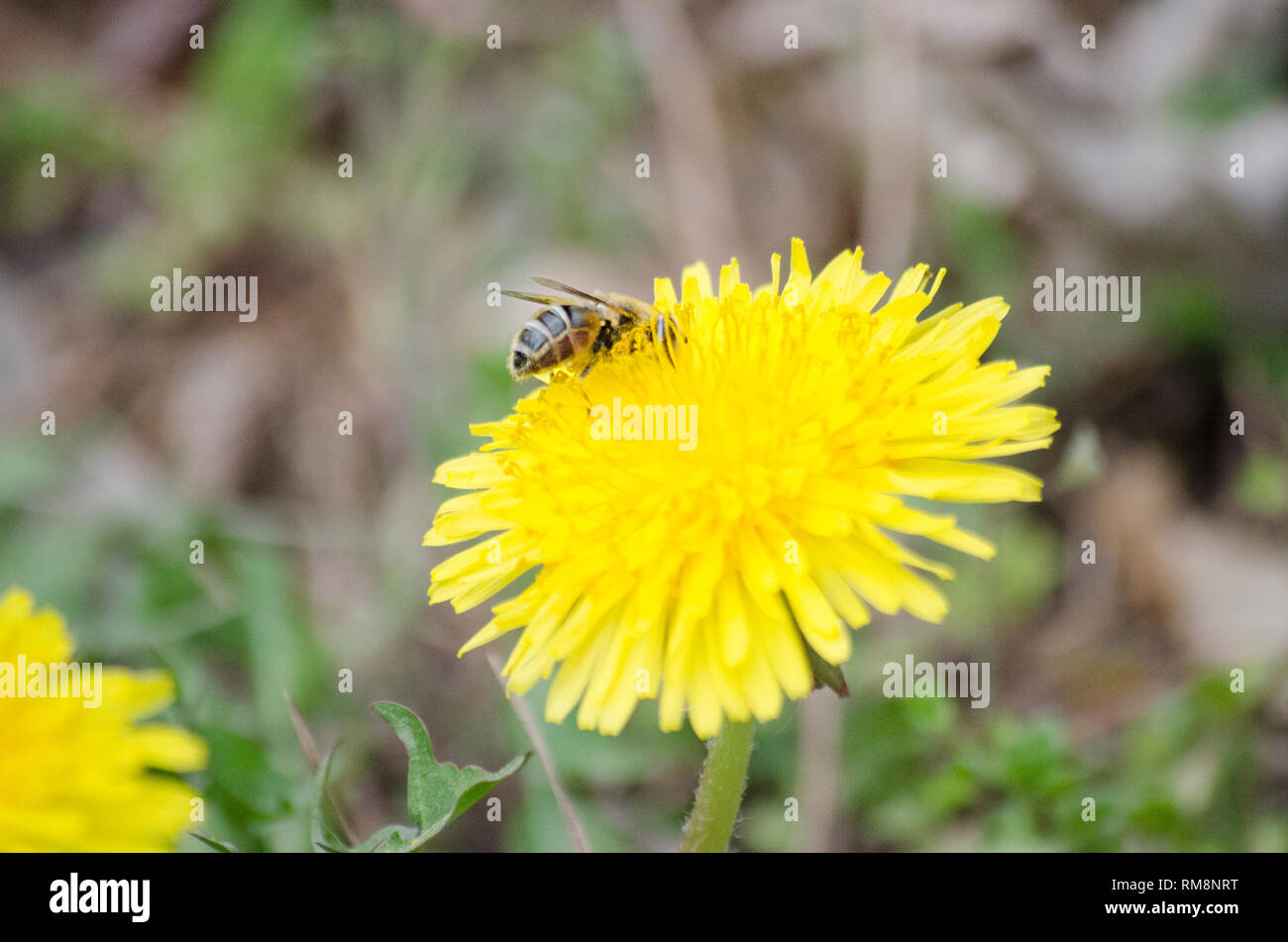 Pollinating pollination hi-res stock photography and images - Alamy