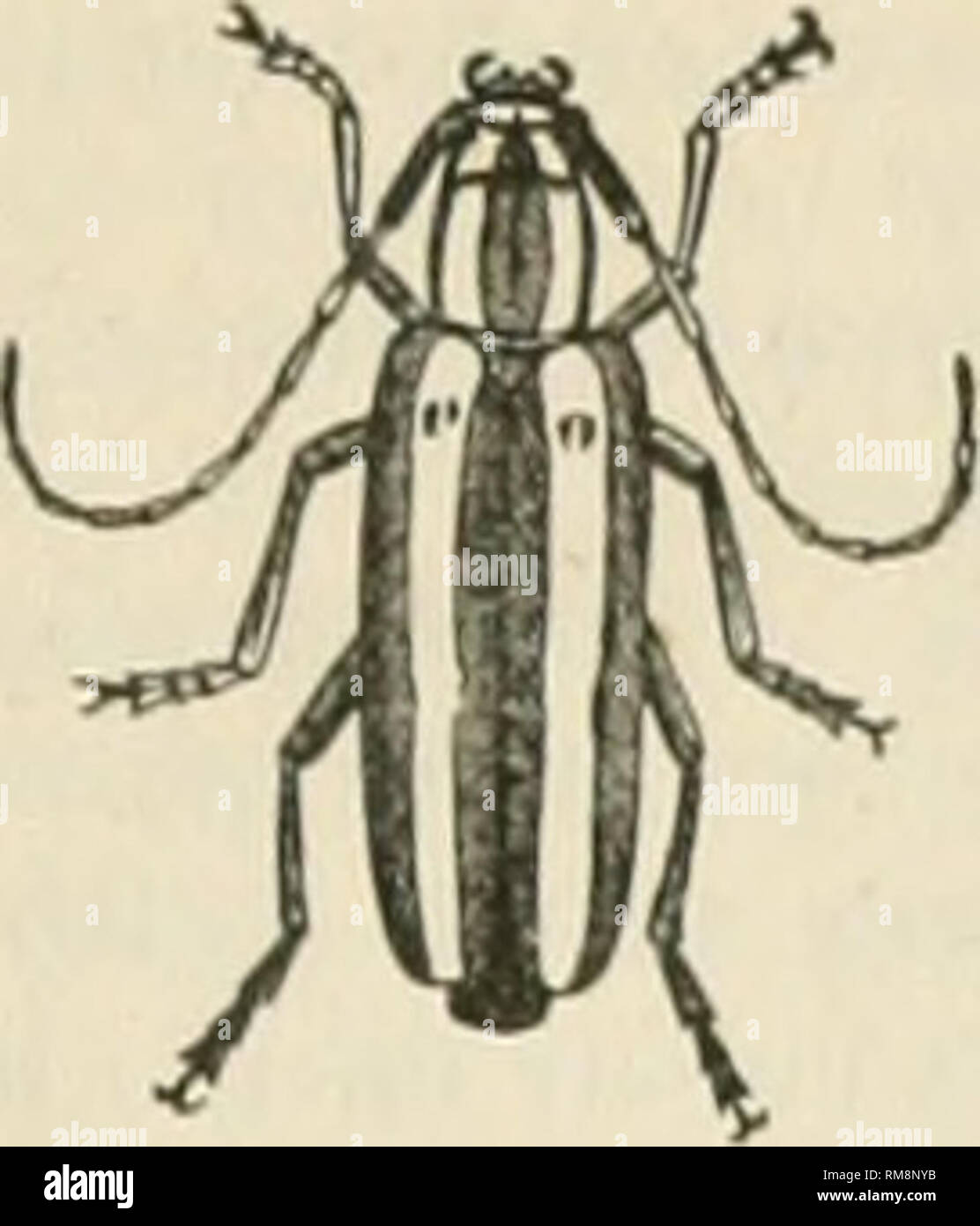 Tree trunk base insects hi-res stock photography and images - Alamy