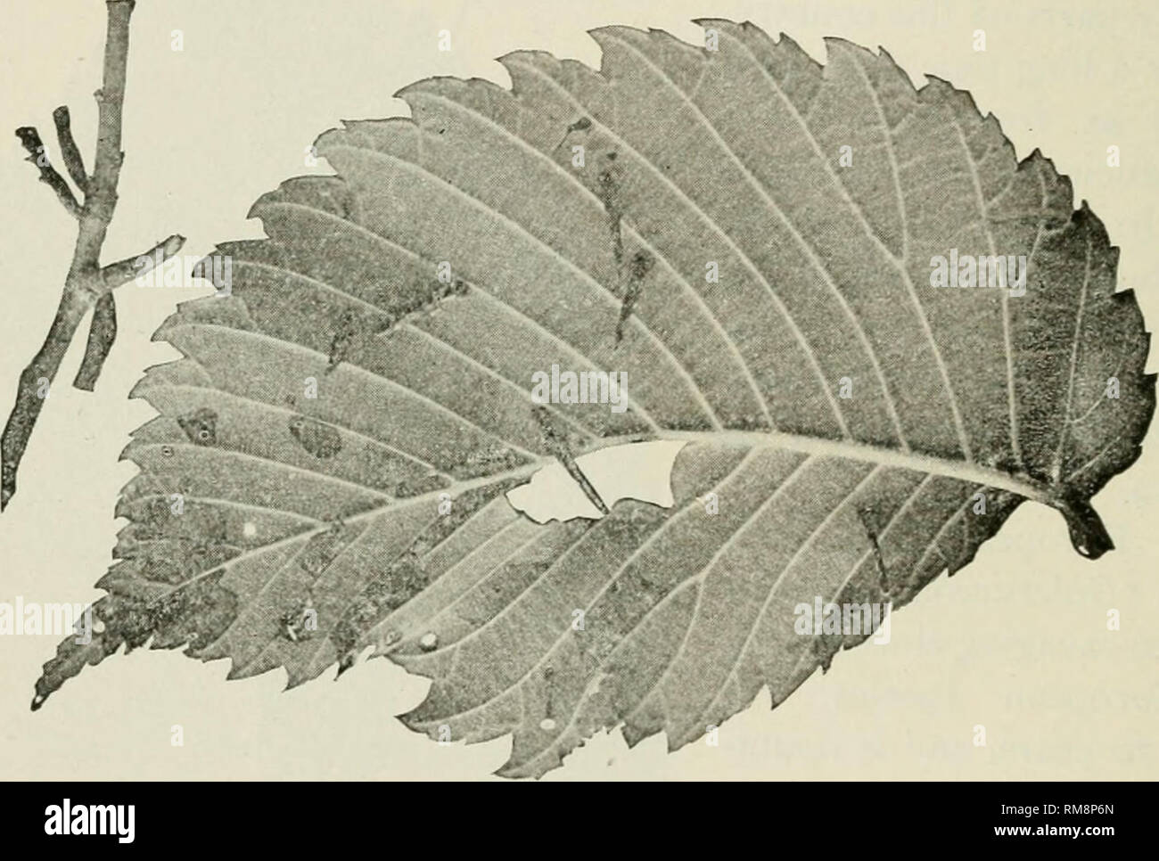 Camperdown elms hi-res stock photography and images - Alamy