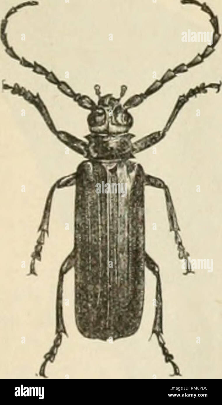 . Annual report. Entomological Society of Ontario; Insect pests ...