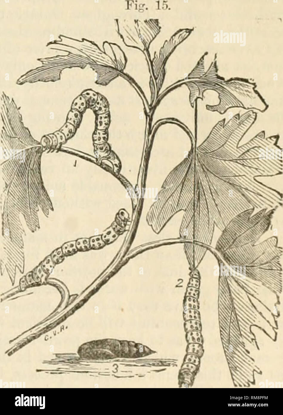 Ontario slug hi-res stock photography and images - Alamy