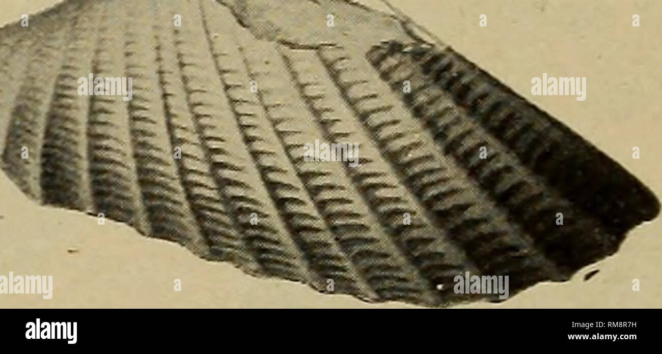 . Annual report. New York State Museum; Science; Science. Conocardium ...