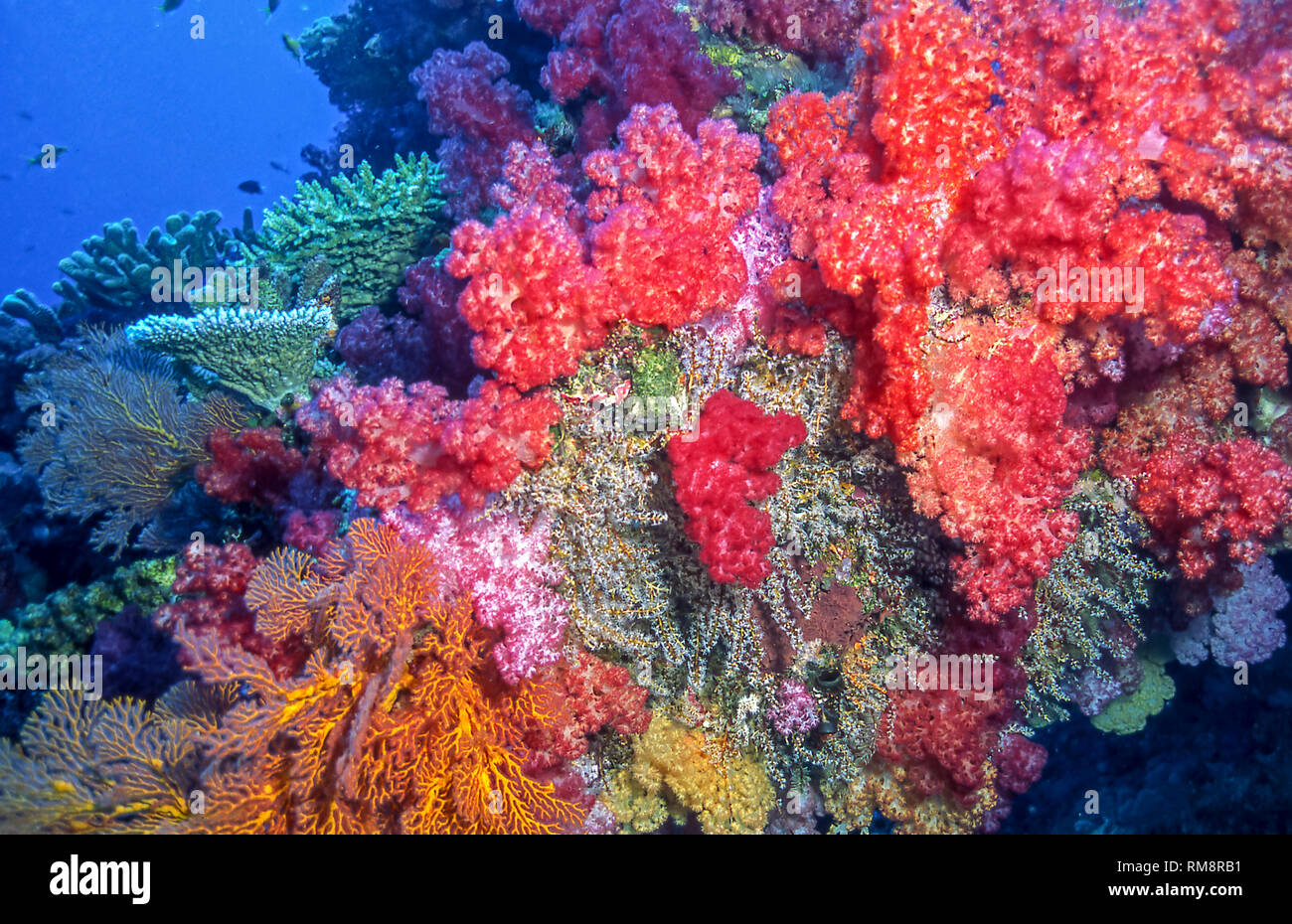 Dendronephthya is a genus of soft corals in the family Nephtheidae ...