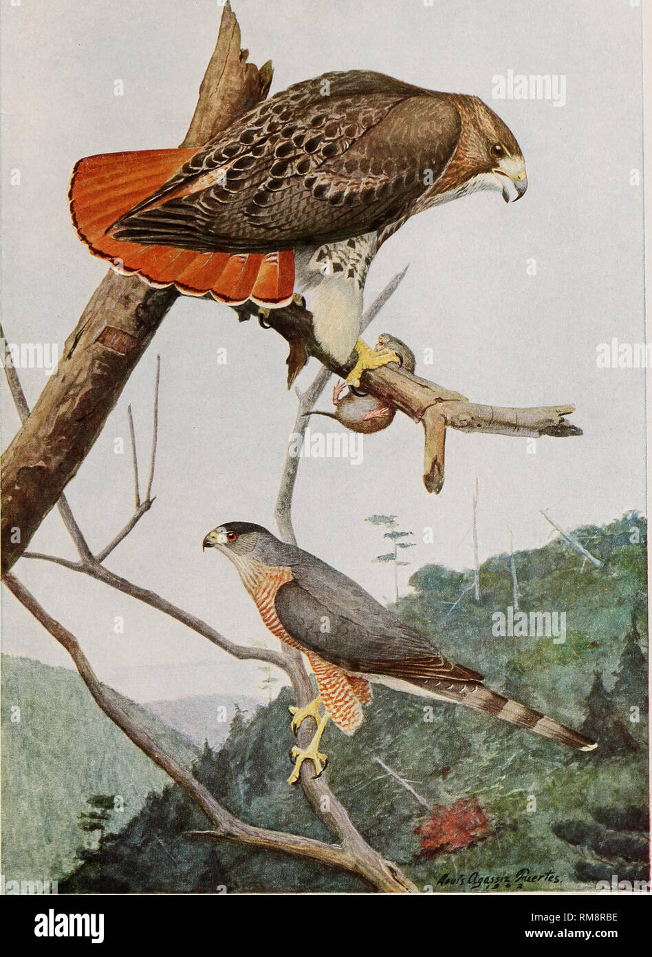 Female coopers hawk hi-res stock photography and images - Alamy