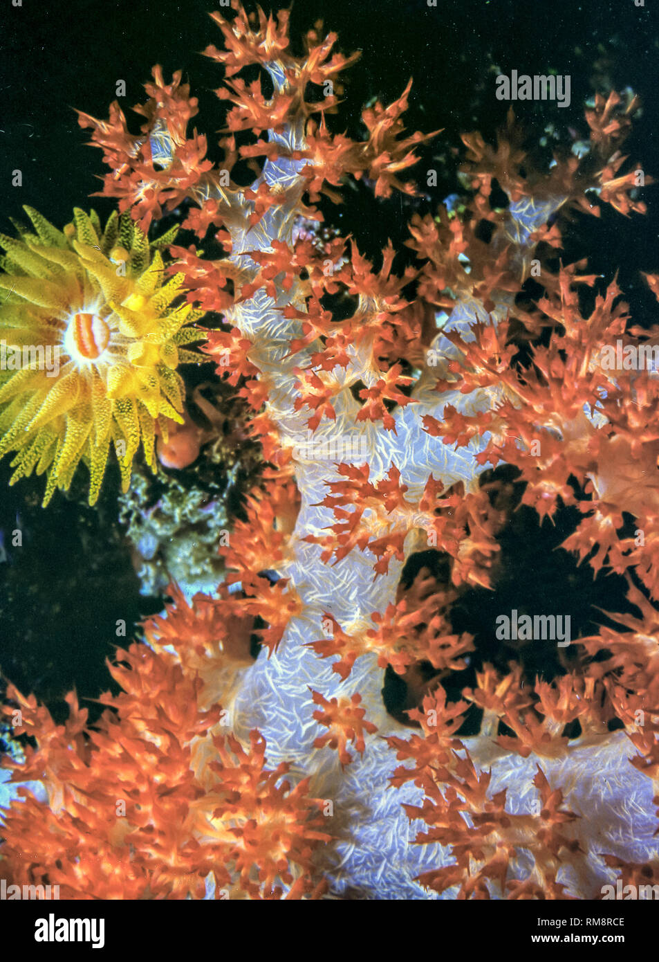 Dendronephthya is a genus of soft corals in the family Nephtheidae ...