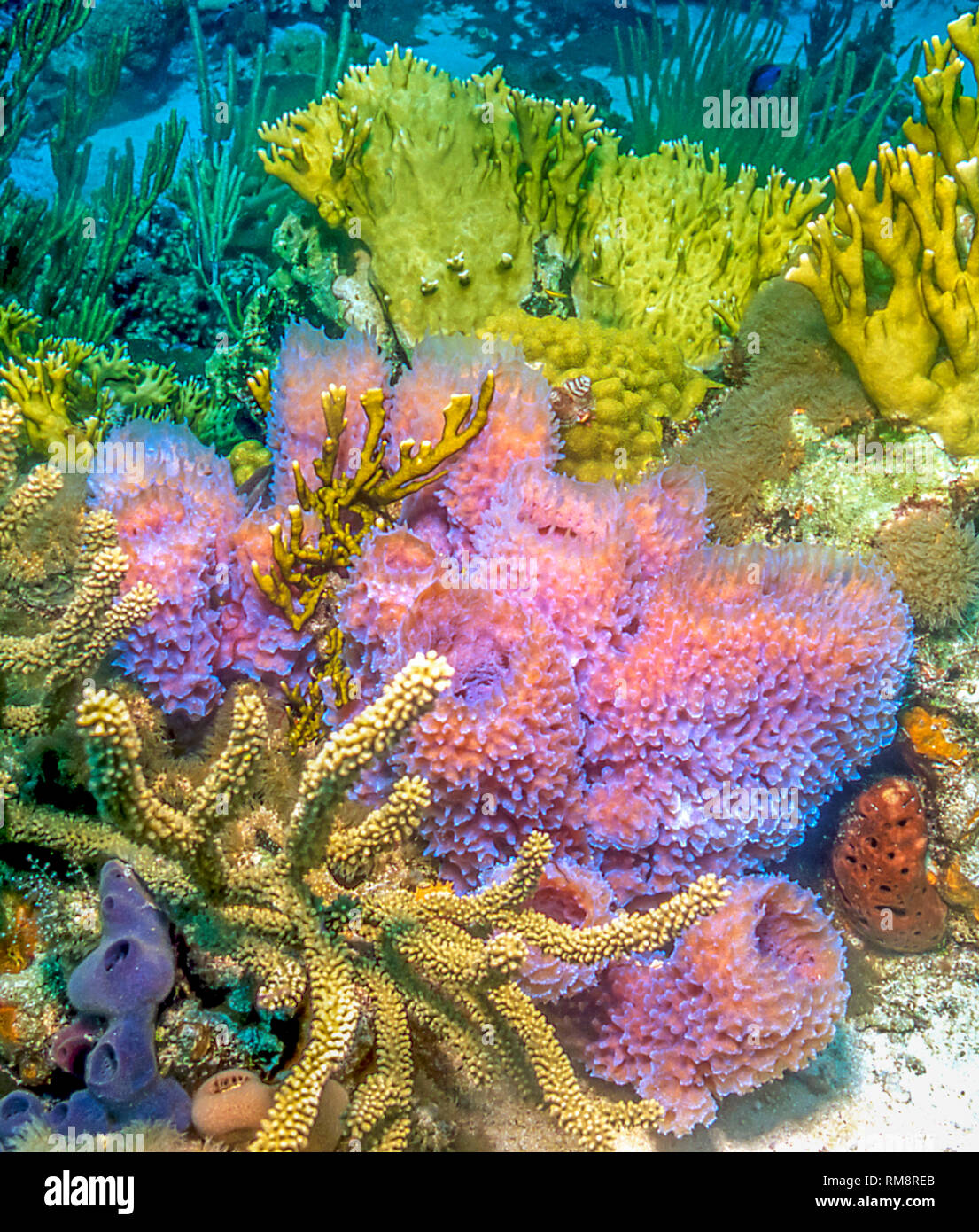 Callyspongia vaginalis, known as the branching vase sponge is a ...