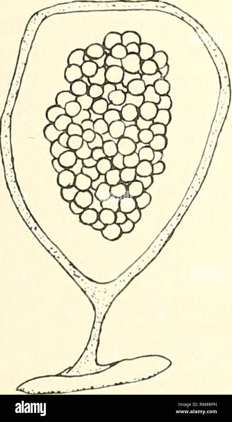 . Annual report - Western Society of Malacologists. Mollusks; Mollusks ...