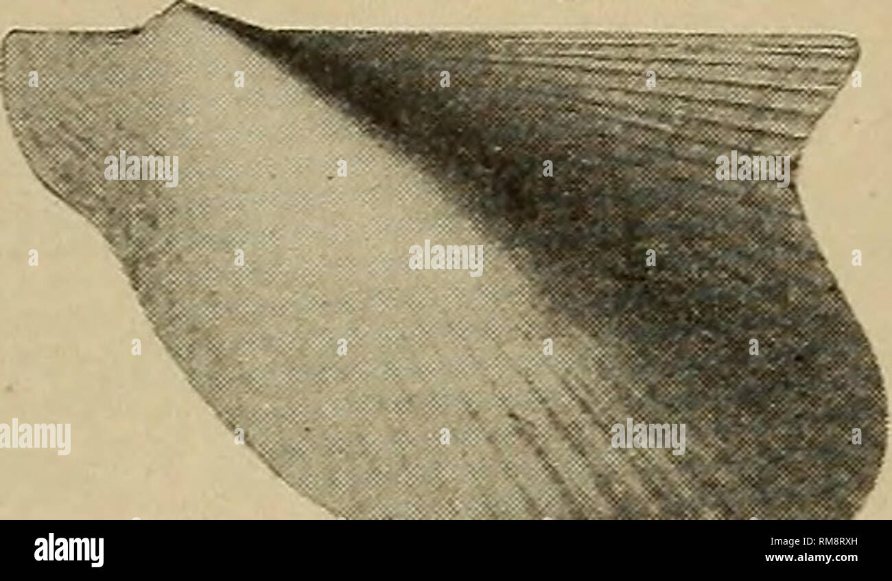 Striate area hi-res stock photography and images - Alamy