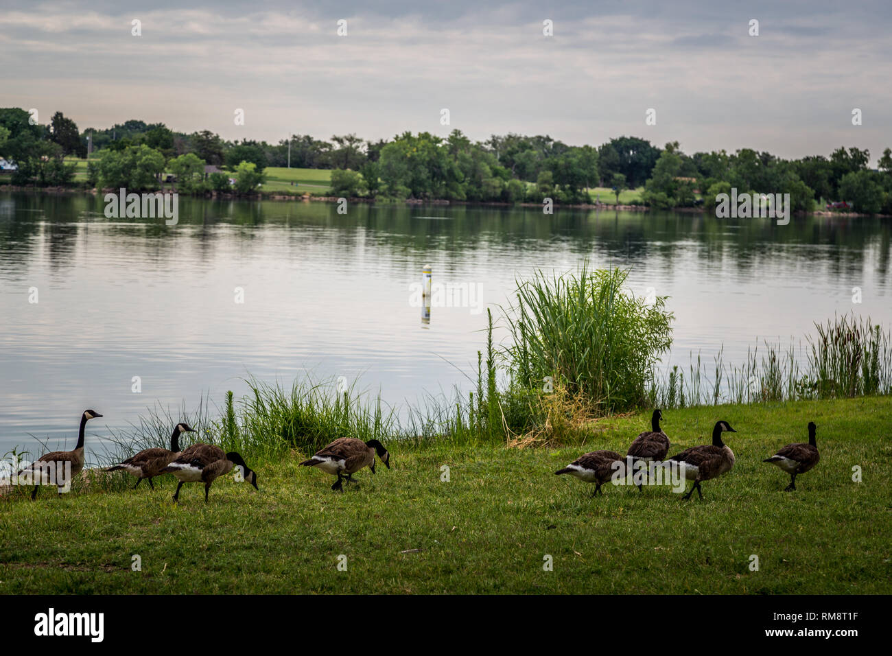 Photo of geese hi-res stock photography and images - Alamy