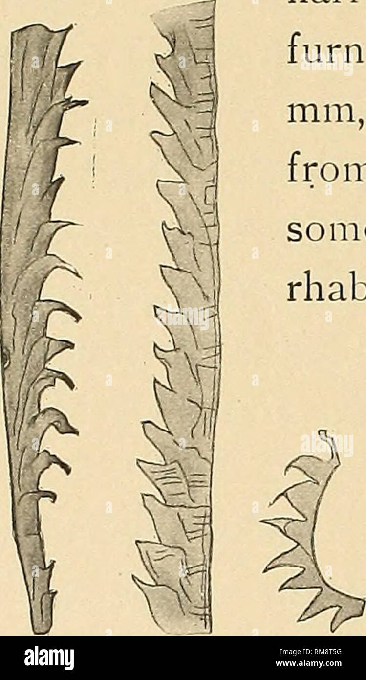 Monograptus hi-res stock photography and images - Alamy