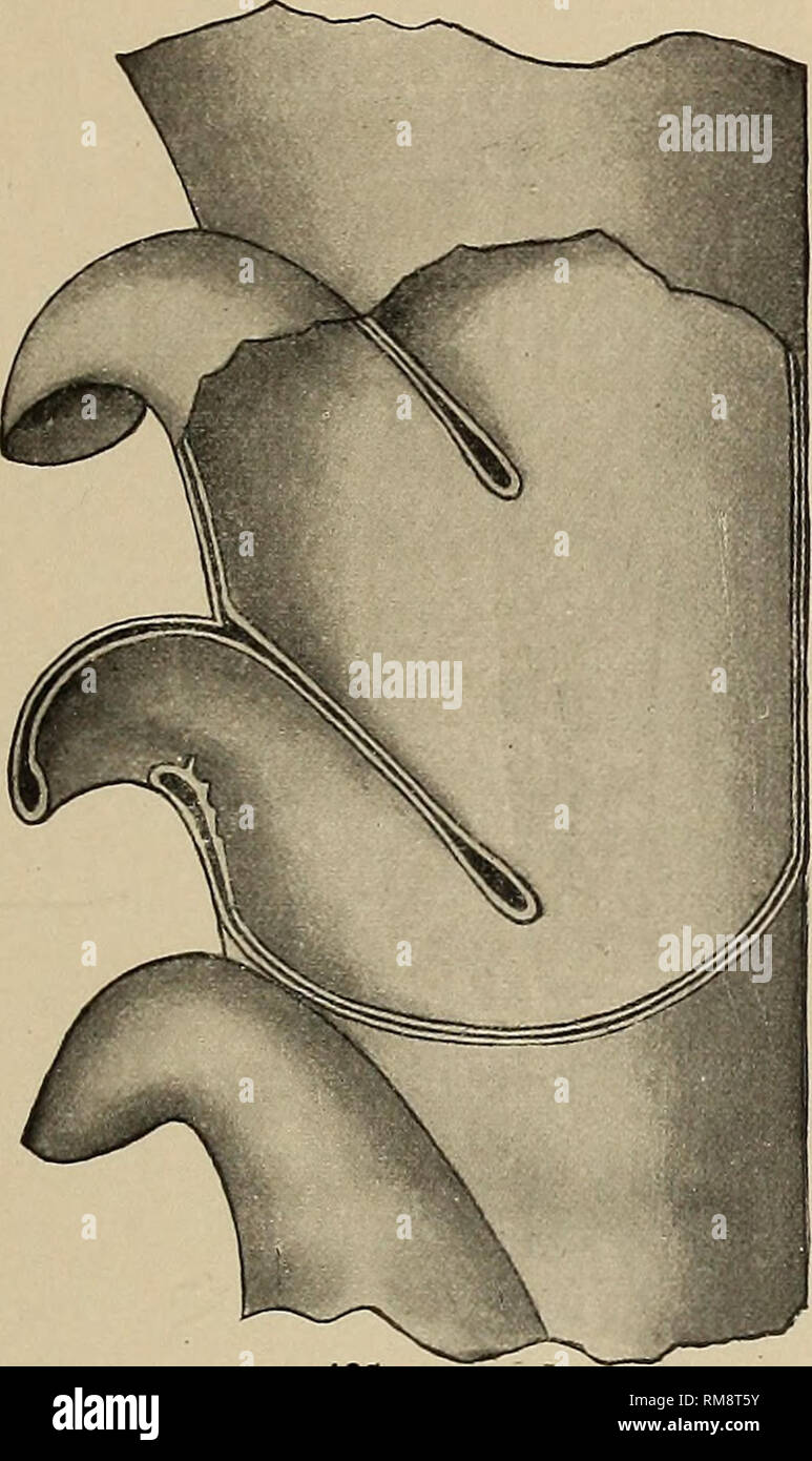 Monograptus hi-res stock photography and images - Alamy