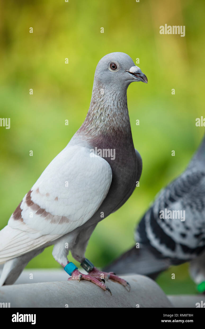 close up detail of rec choco feather color of speed racing pigeon Stock ...