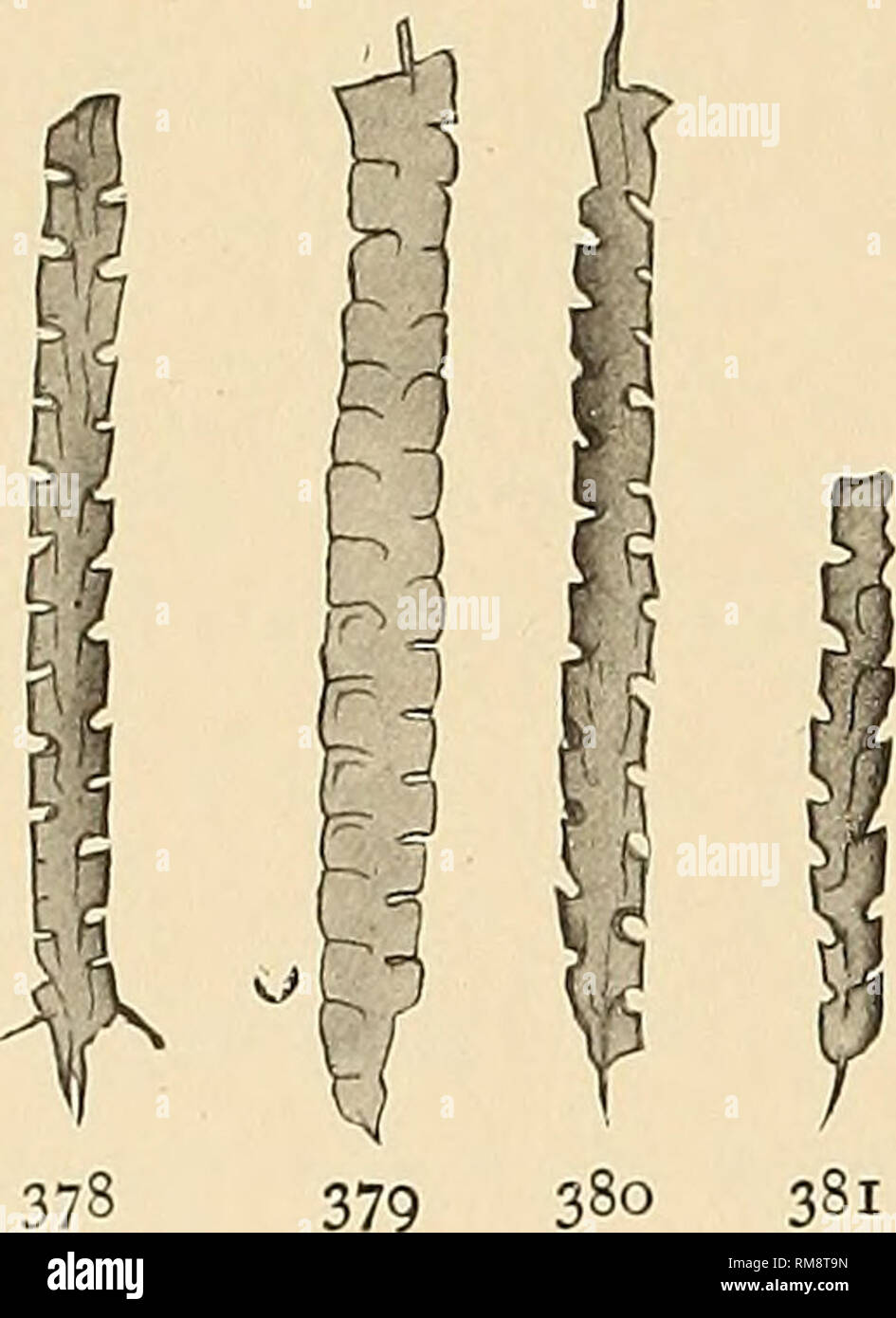 . Annual report. New York State Museum; Science; Science. 420 NEW YORK ...
