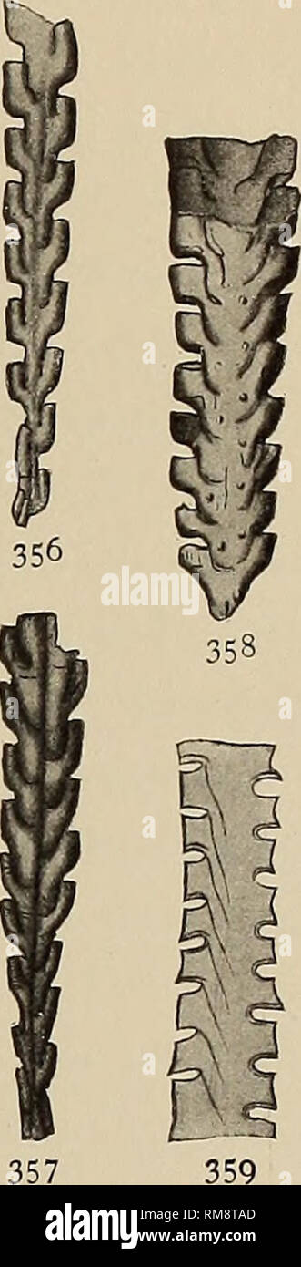 Thecal hi-res stock photography and images - Alamy