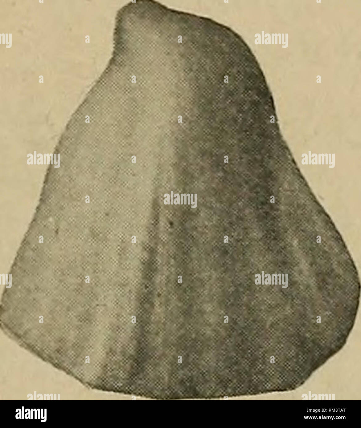 Conical Fossils High Resolution Stock Photography and Images - Alamy