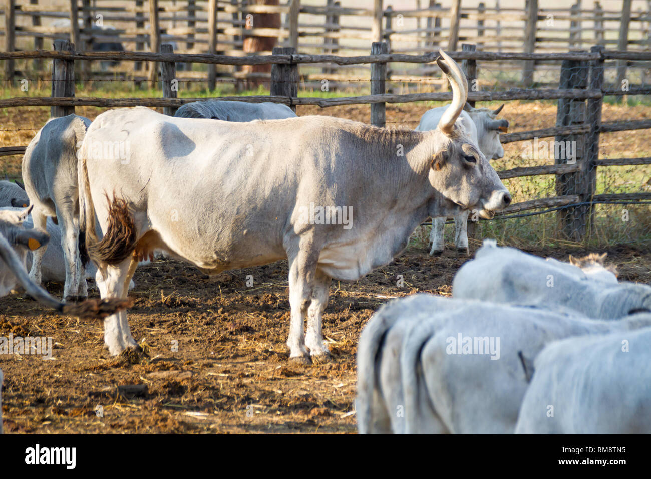 Maremma cattle hi-res stock photography and images - Alamy