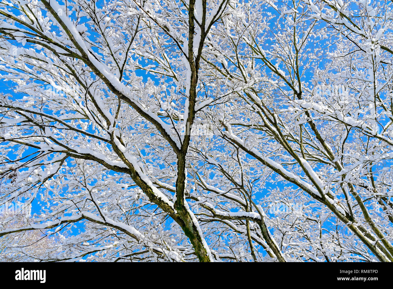 deciduous tree branches with snow Stock Photo - Alamy