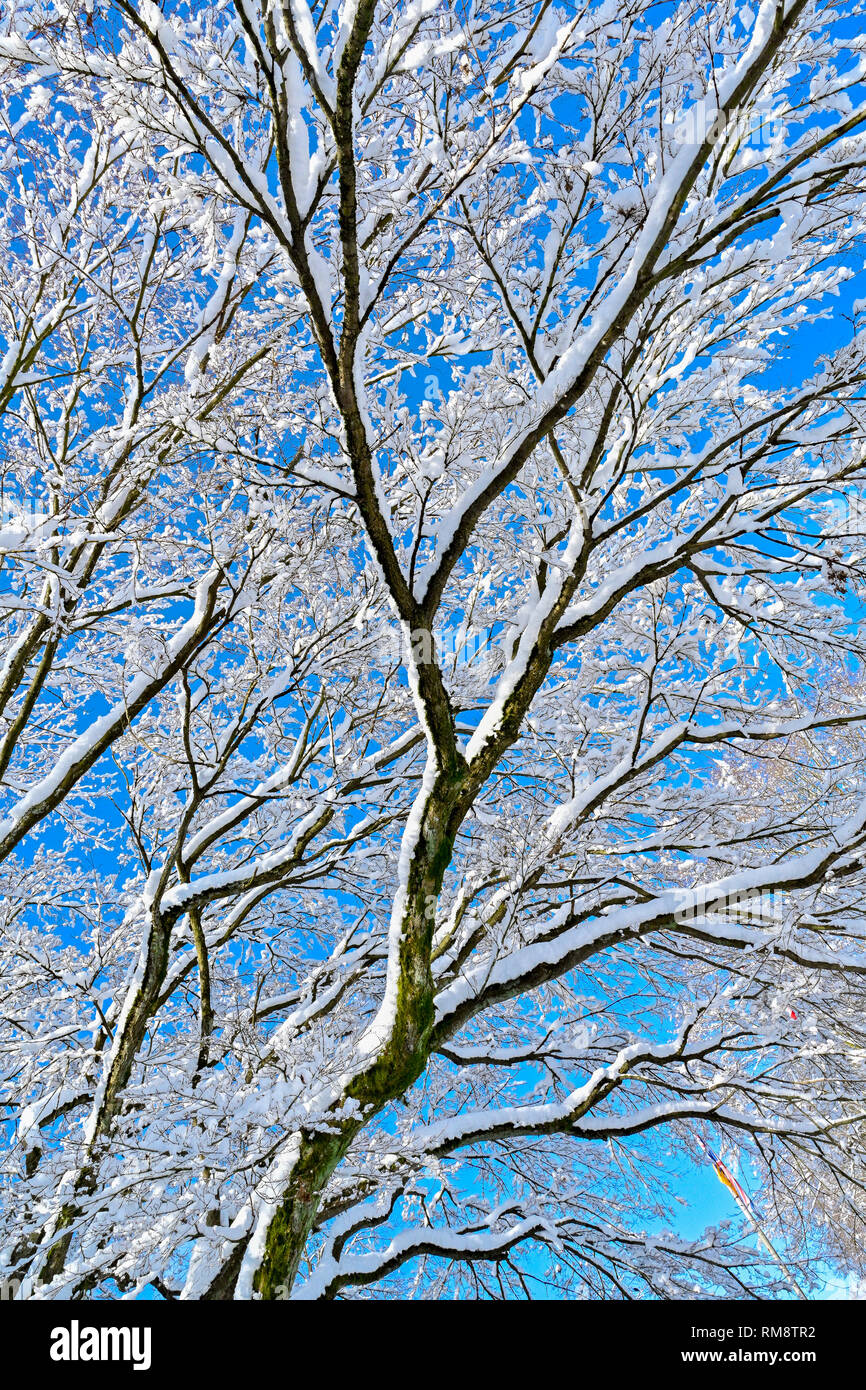 Deciduous Tree Branches High Resolution Stock Photography and Images ...