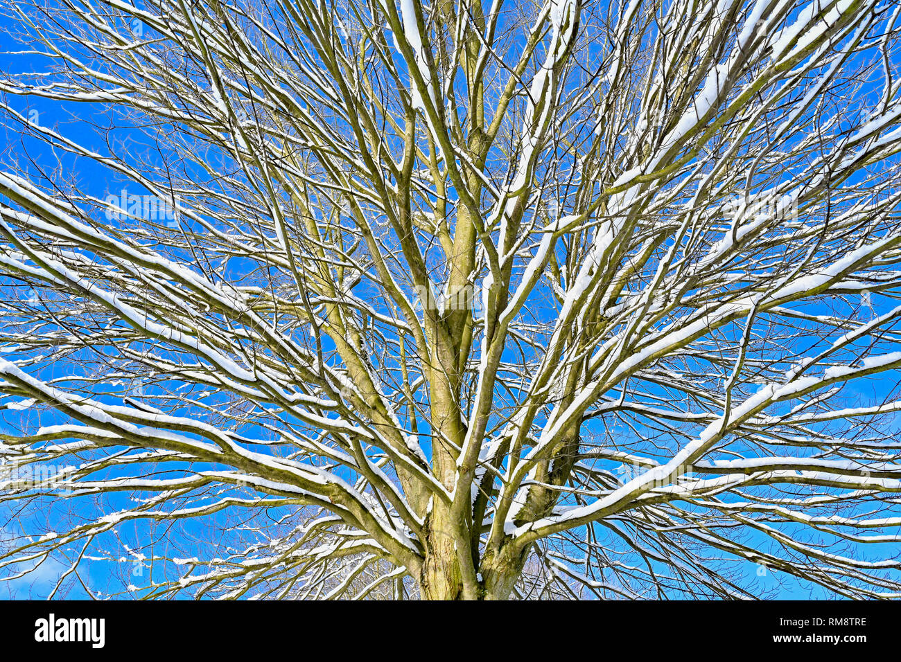 deciduous tree branches with snow Stock Photo - Alamy