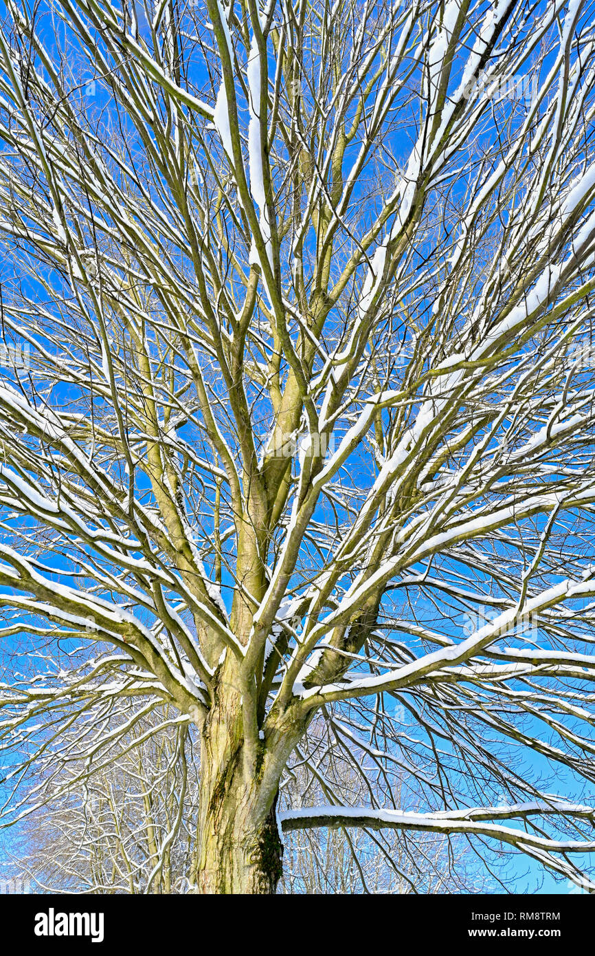 Deciduous Tree Branches High Resolution Stock Photography and Images ...