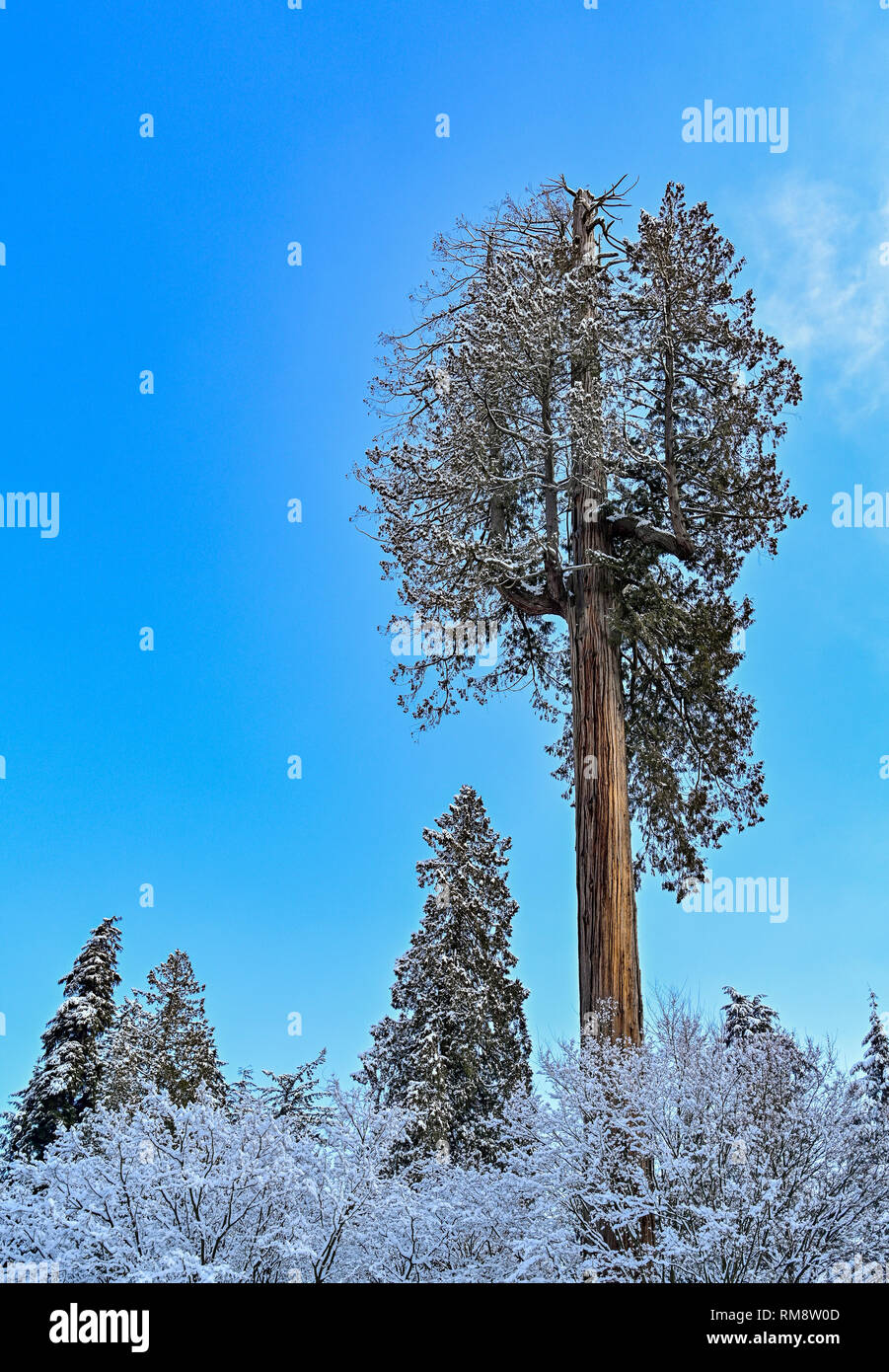 Old growth cedar tree hi-res stock photography and images - Alamy