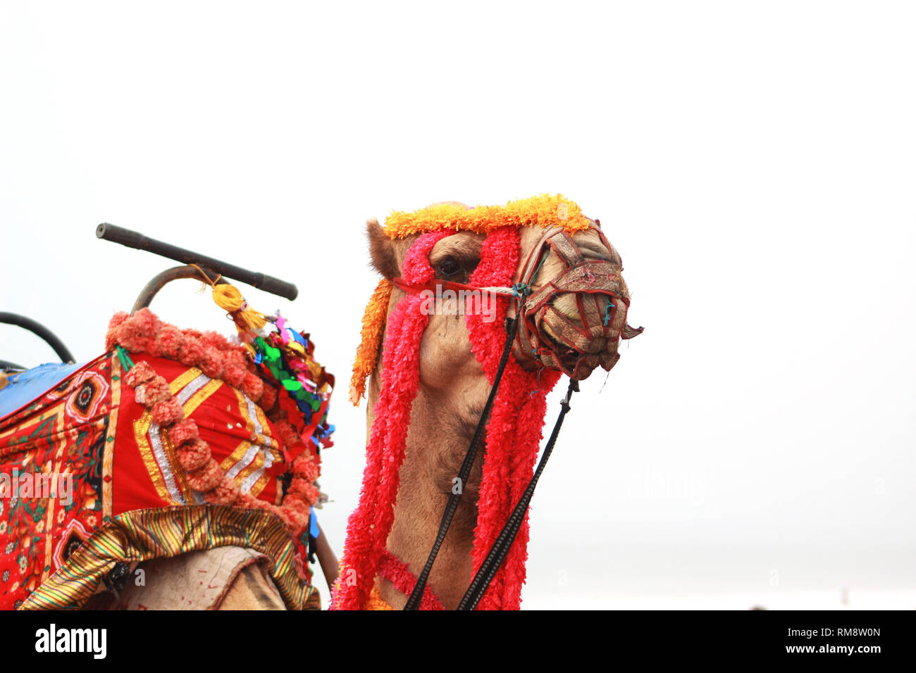 camel at sea beach Stock Photo - Alamy