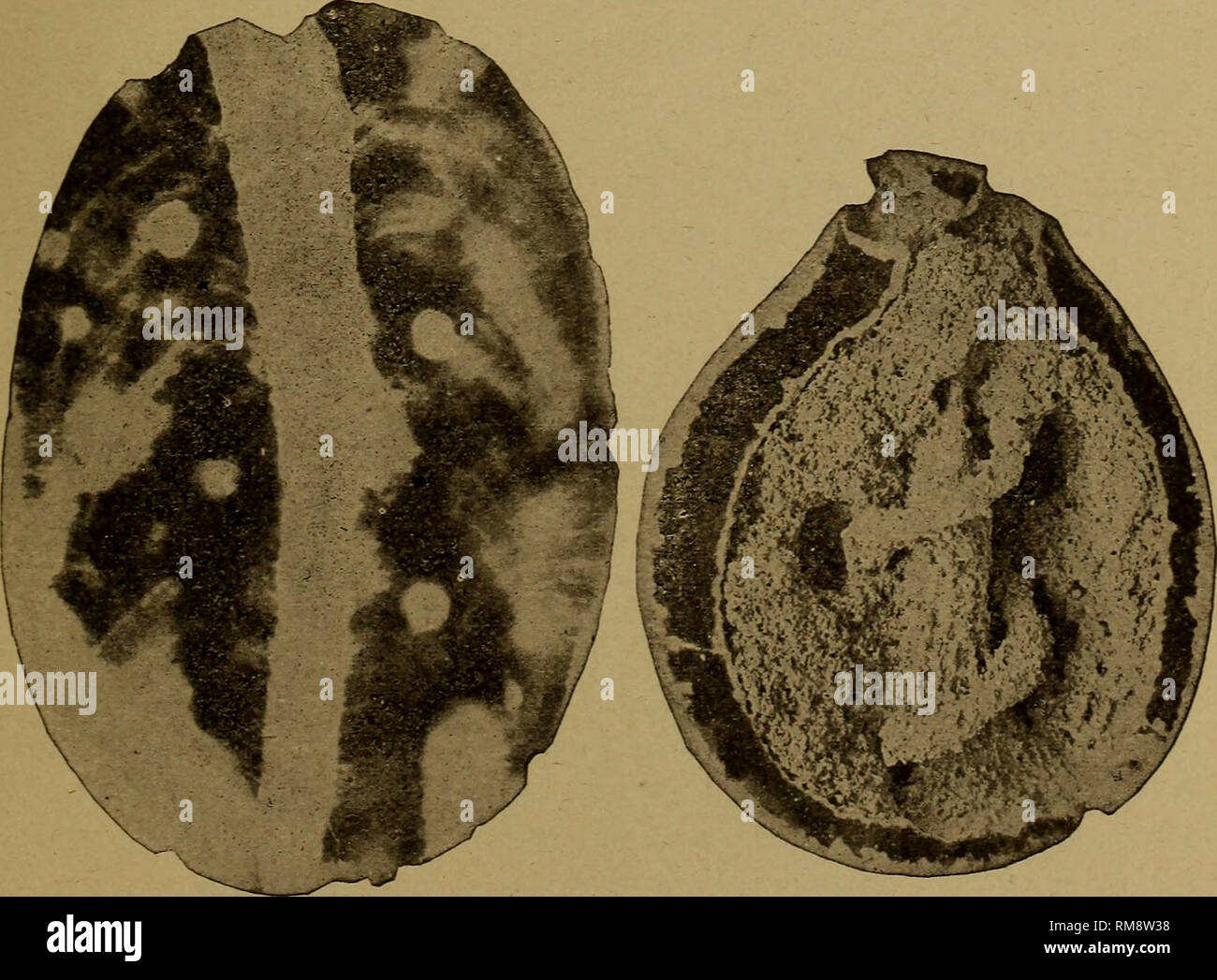 Euplectella glass sponge hi-res stock photography and images - Alamy