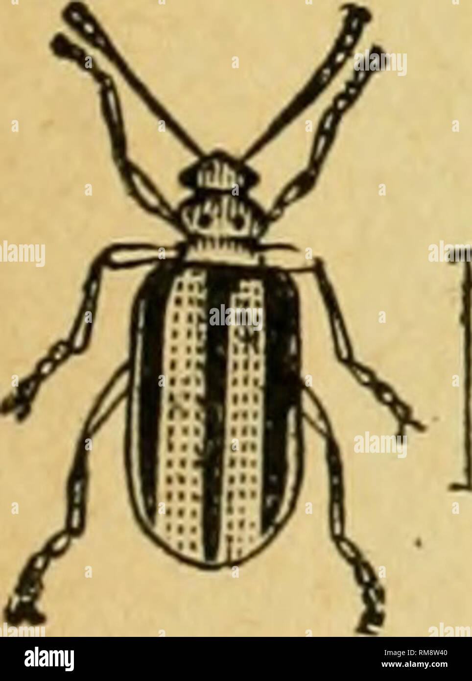 . Annual report. Entomological Society of Ontario; Insect pests ...