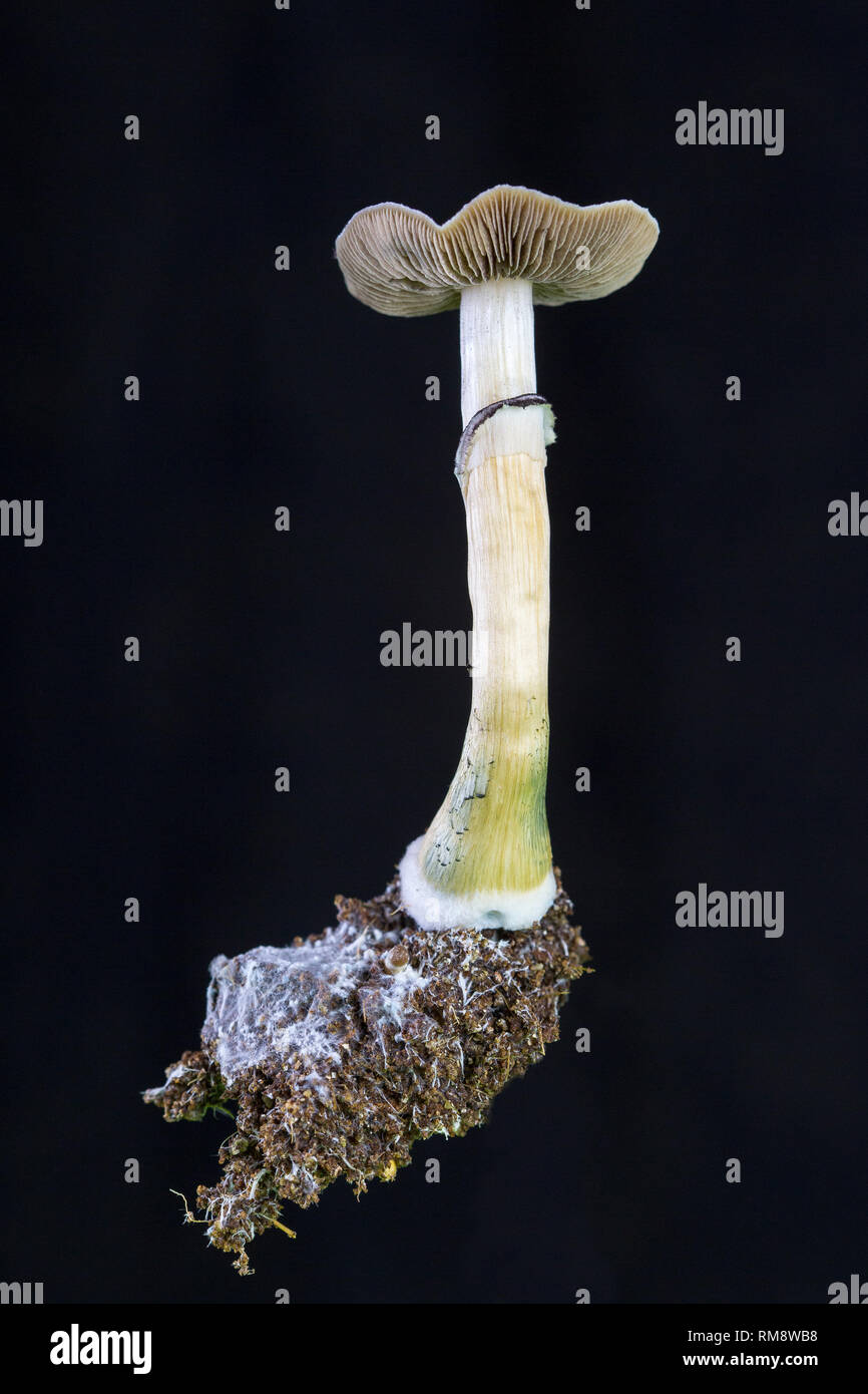 Psilocybe Cubensis Gills