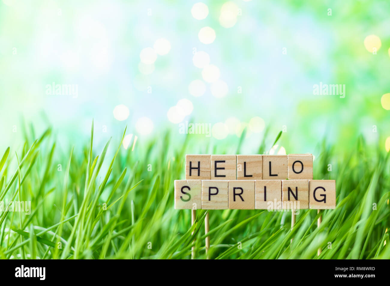 Phrase Hello Spring on the background of green summer grass with dew ...
