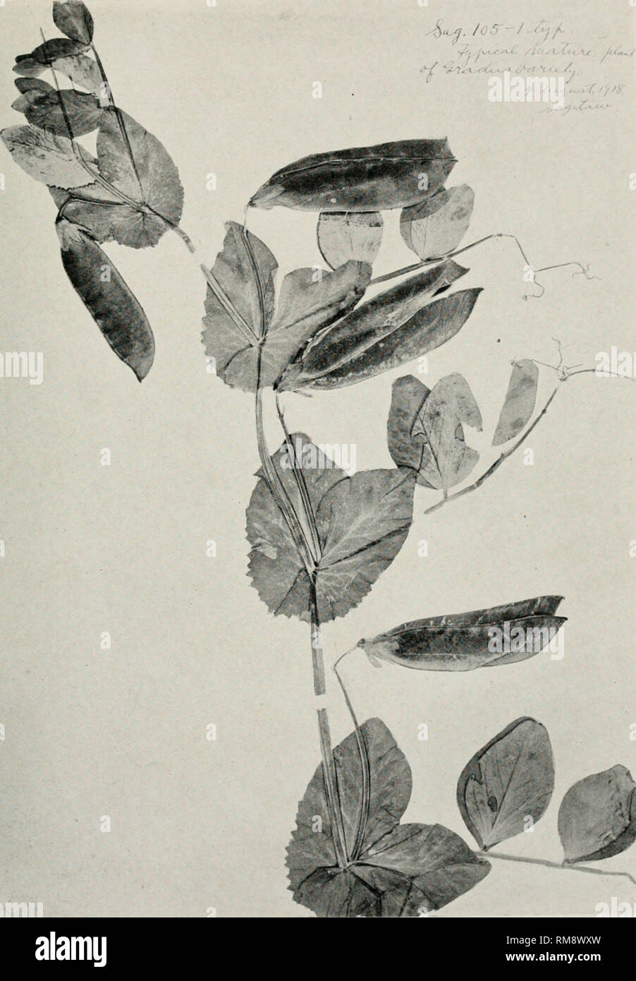 . Annual report of the Michigan Academy of Science. Michigan Academy of ...