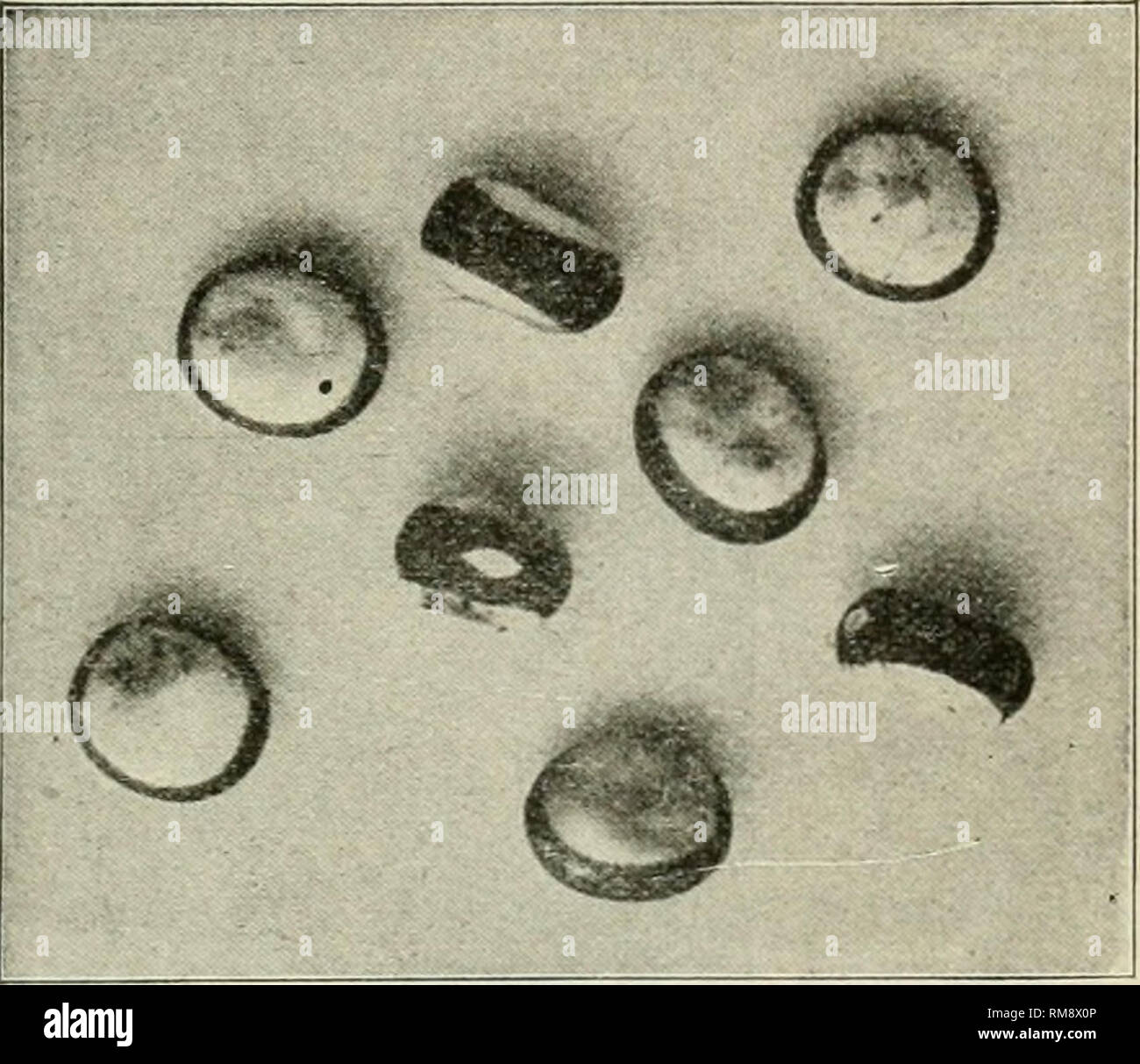 . Annual report of the Agricultural Experiment Station. Cornell ...