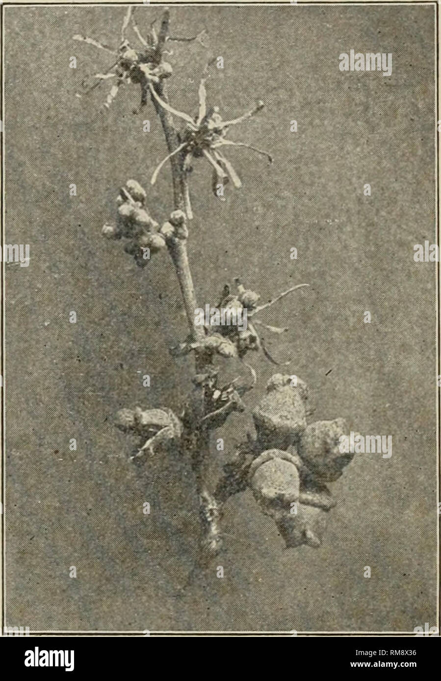 Divining rods hi-res stock photography and images - Alamy