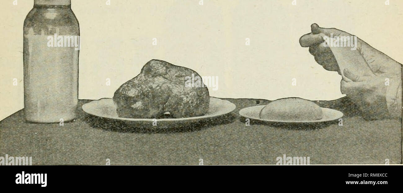 . Annual report of the Agricultural Experiment Station. Cornell ...