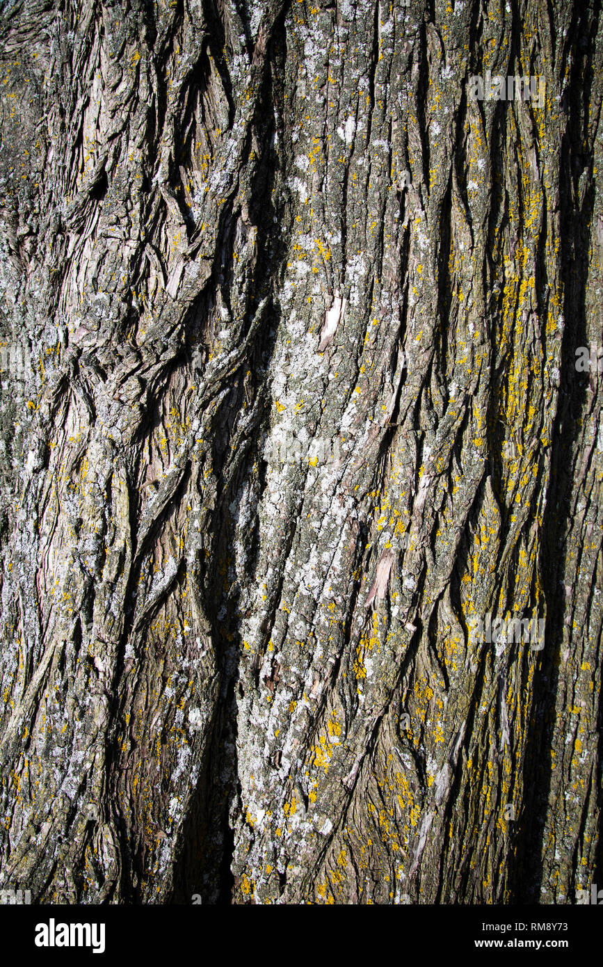Tree Bark Images Stock Photo - Alamy
