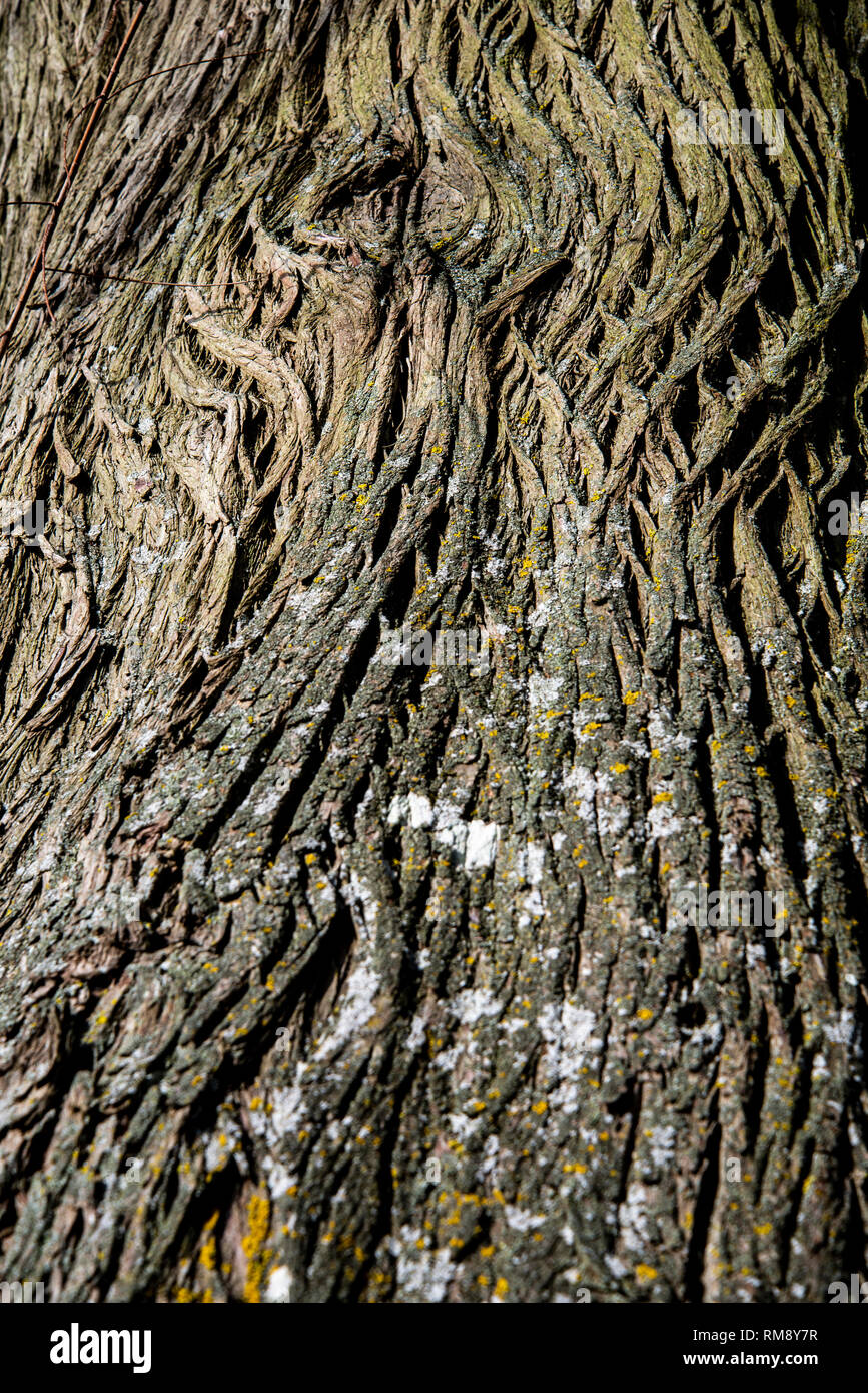 Tree Bark Images Stock Photo - Alamy