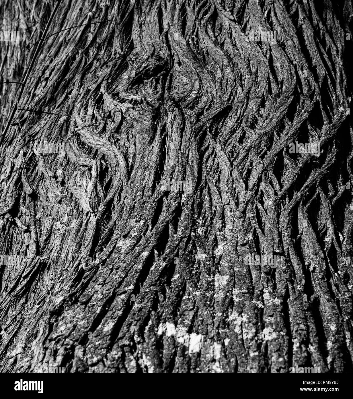 Tree Bark Images Stock Photo - Alamy