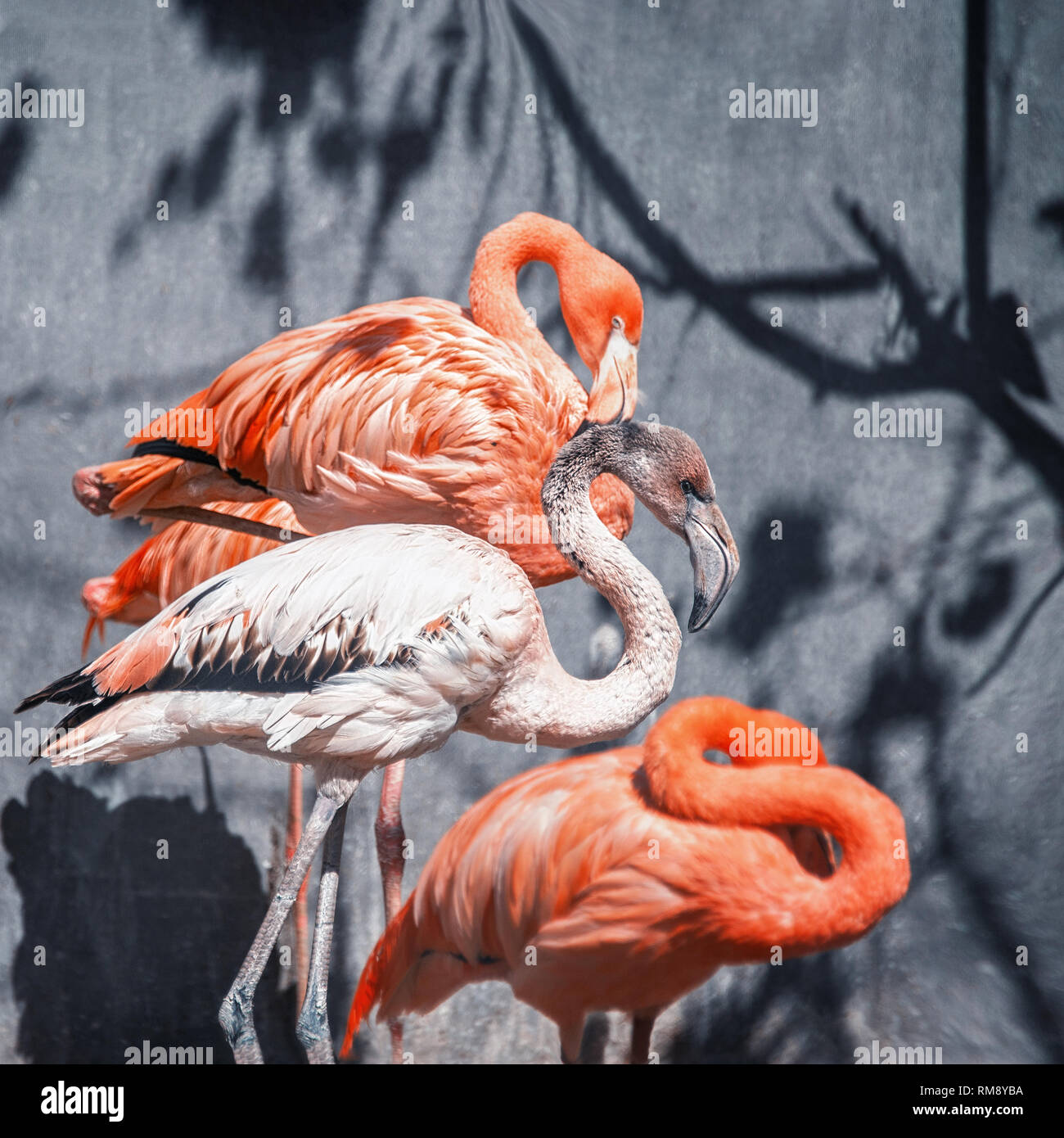 Two large pink Flamingo closeup. square Stock Photo - Alamy