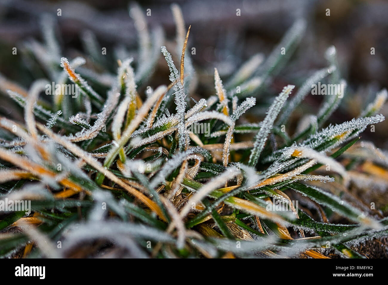 The Frozen Nature Frozen Plants Icy Morning Stock Photo - Alamy